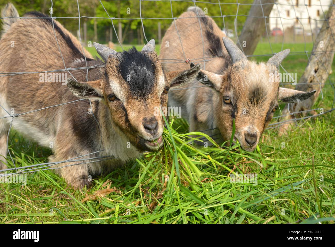 Two cute goats eating grass on a farm Stock Photo - Alamy