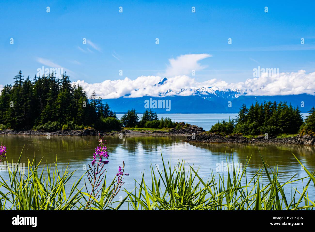 Alaska wildflowers juneau hi-res stock photography and images - Alamy