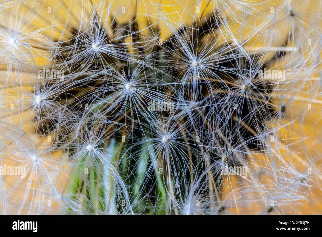 A detailed macro photograph showcasing the intricate structure of ...