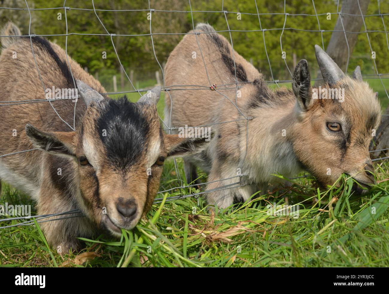 Two goats eating grass though a metal fence Stock Photo - Alamy