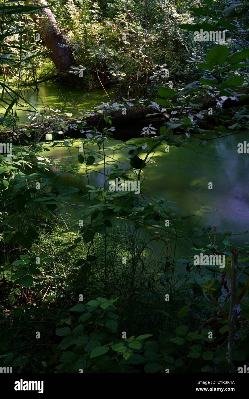 Oasis of Punte Alberete: a freshwater wetland stretching for about 190 ...