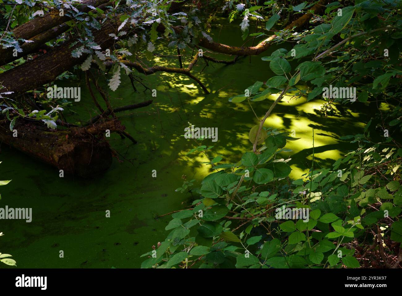 Oasis of Punte Alberete: a freshwater wetland stretching for about 190 ...