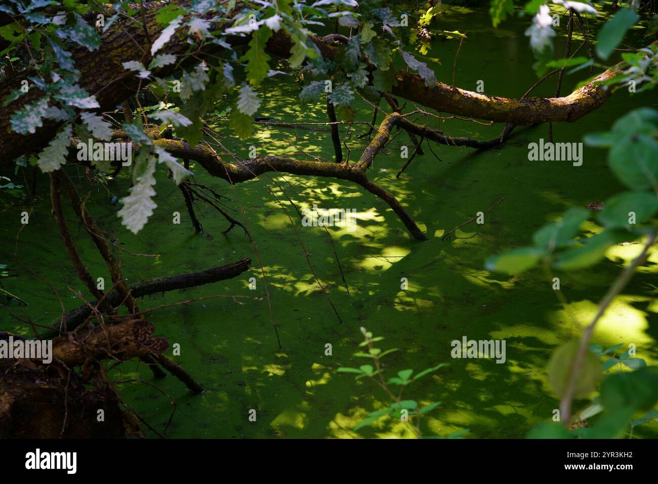 Oasis of Punte Alberete: a freshwater wetland stretching for about 190 ...