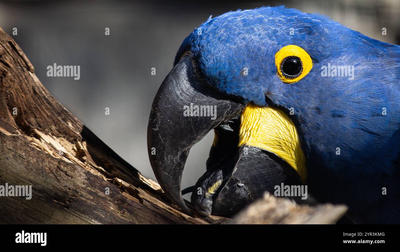 Blue Ara, Parrot, Bird, Wildlife Stock Photo - Alamy