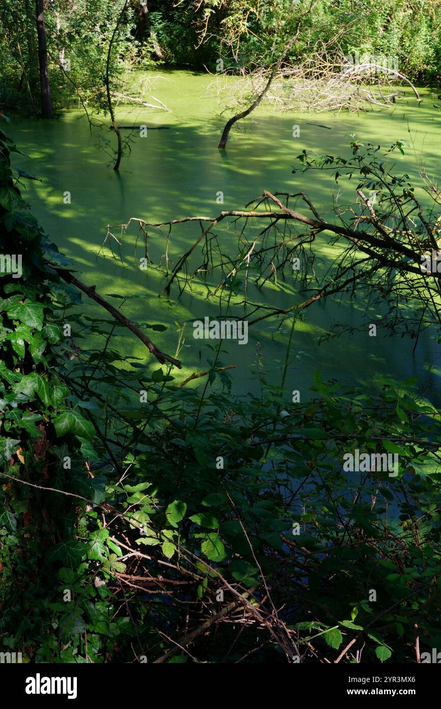 Oasis of Punte Alberete: a freshwater wetland stretching for about 190 ...
