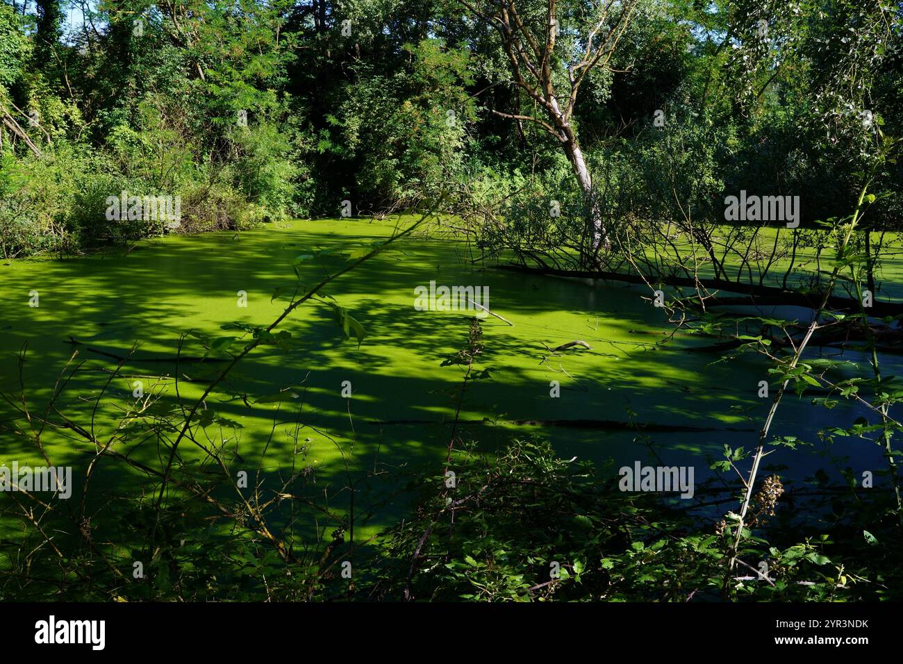 Oasis of Punte Alberete: a freshwater wetland stretching for about 190 ...