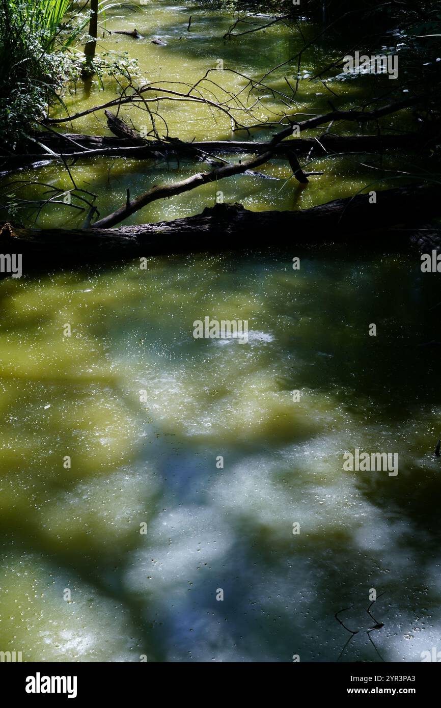 Oasis of Punte Alberete: a freshwater wetland stretching for about 190 ...