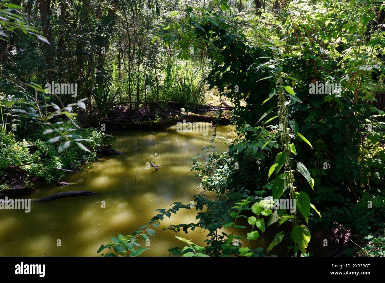 Oasis of Punte Alberete: a freshwater wetland stretching for about 190 ...