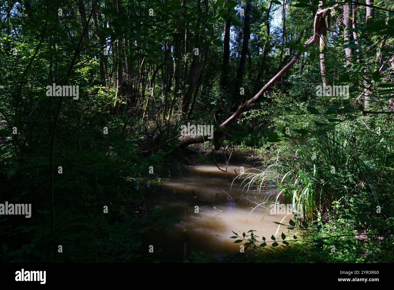 Oasis of Punte Alberete: a freshwater wetland stretching for about 190 ...