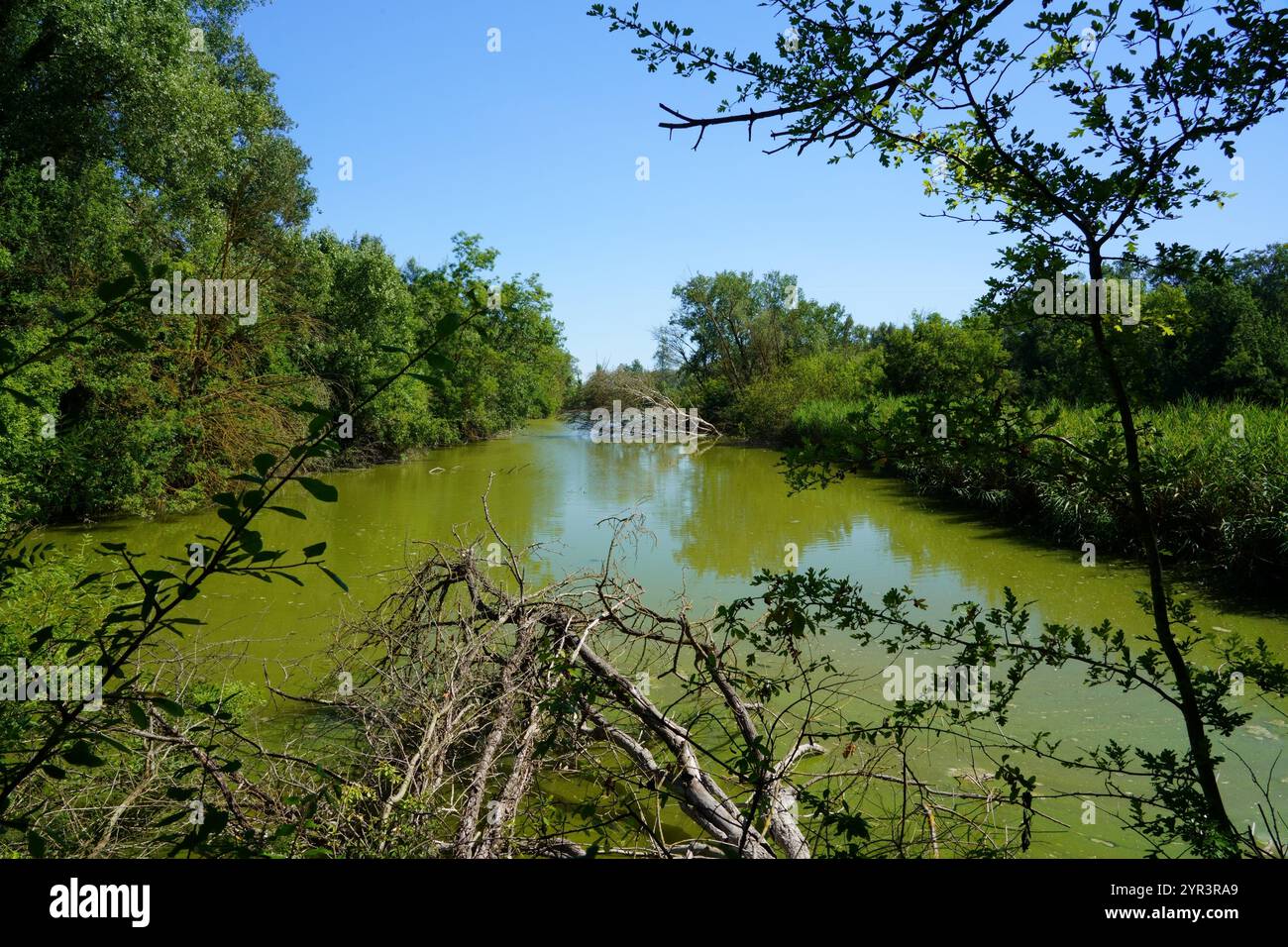 Oasis of Punte Alberete: a freshwater wetland stretching for about 190 ...