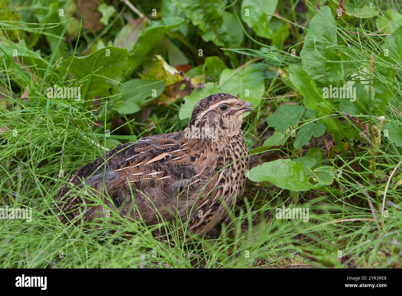 Wachtel, Coturnix coturnix, quail, common quail, La Caille des blés ...