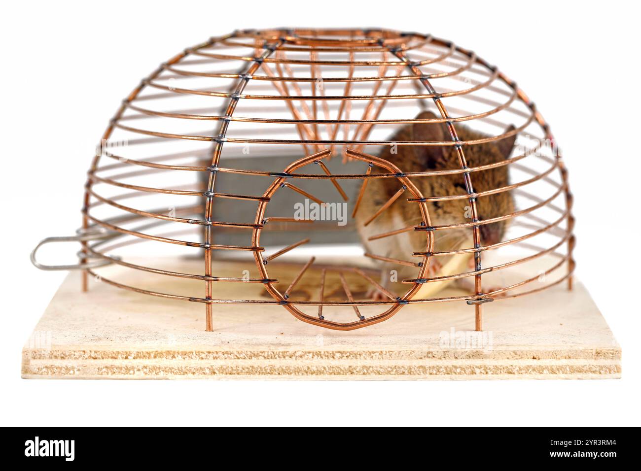 Close-up of the entrance of a live mousetrap with house mouse, Mus ...