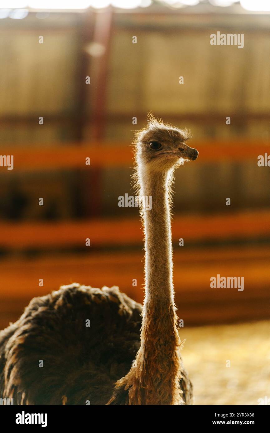 Ostrich stands tall and proud in a traditional barn setting, showcasing ...