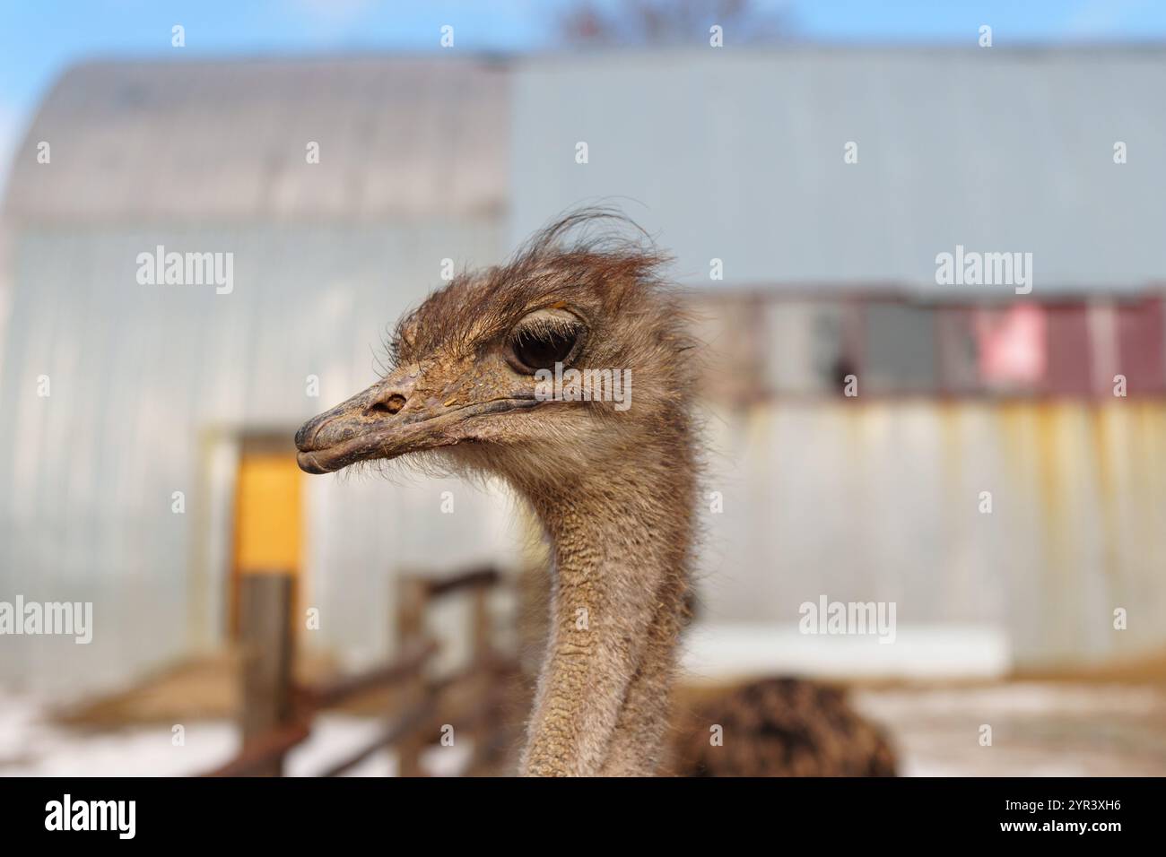 Elegant ostrich close up with its head held high, standing gracefully ...