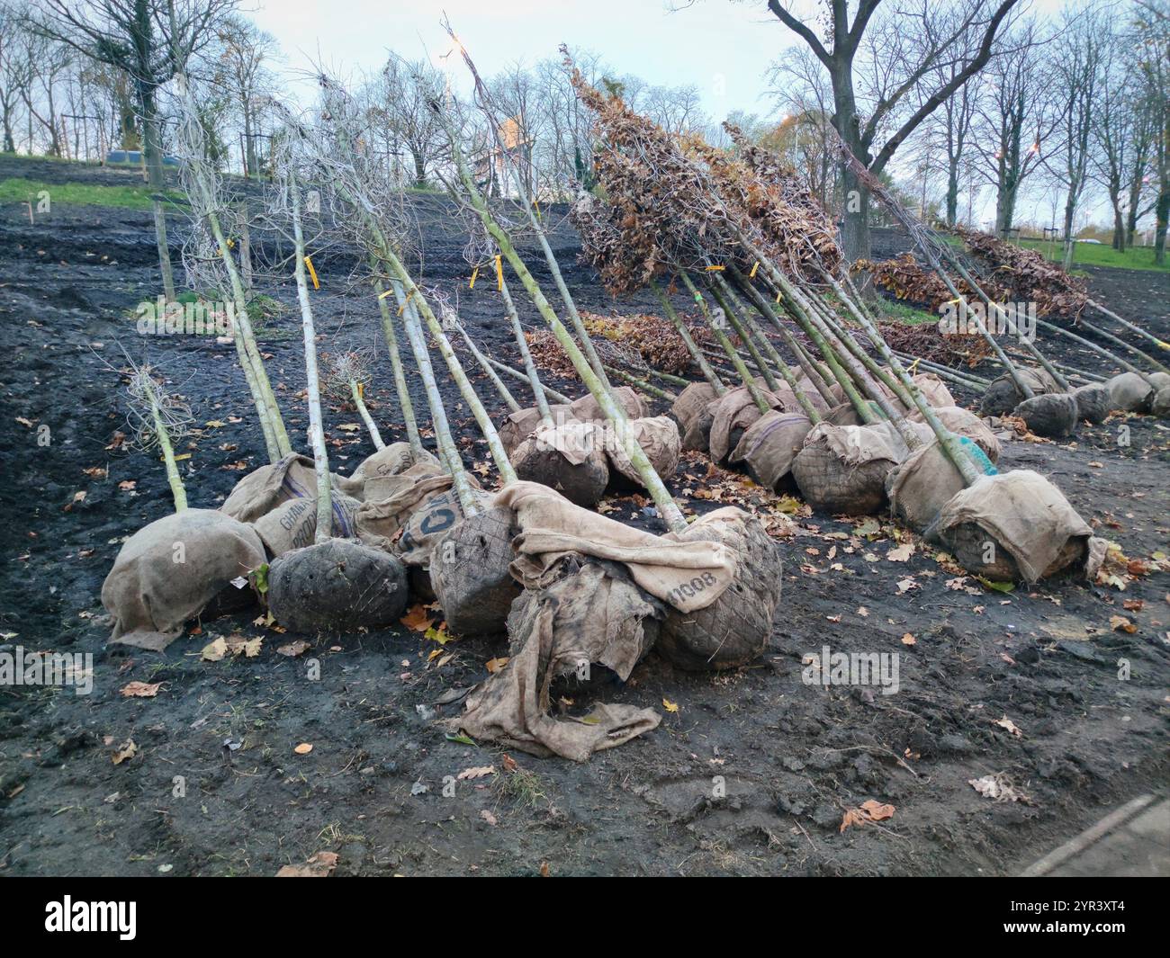 Trees on embankment hi-res stock photography and images - Alamy