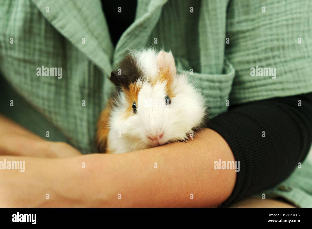 Friendly guinea pig enjoys a lazy afternoon in a warm home environment ...