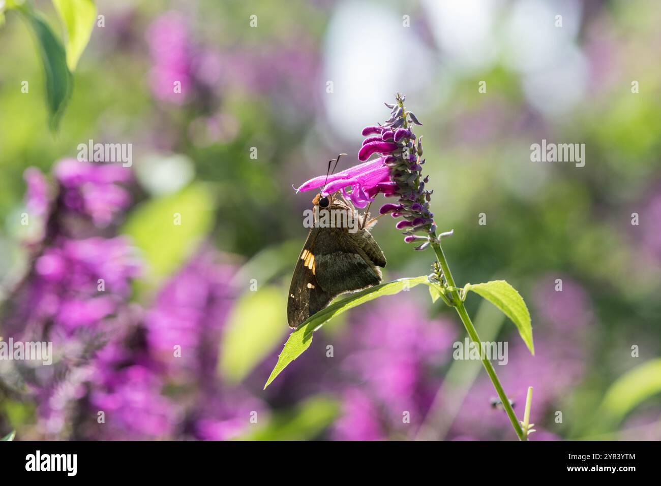 Gold-spotted Aguna (Aguna asander), a type of skipper butterfly ...