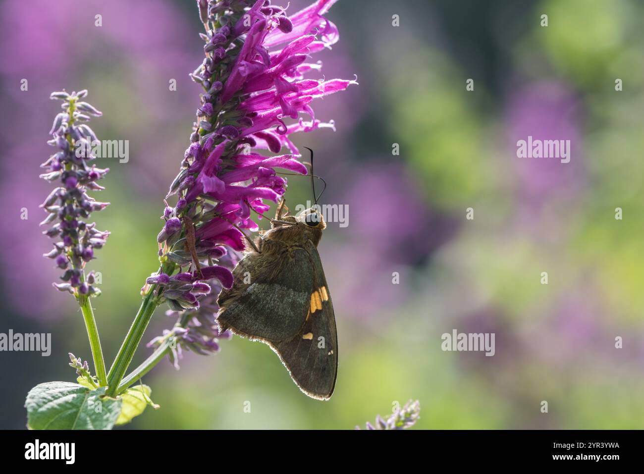 Gold spotted hi-res stock photography and images - Alamy