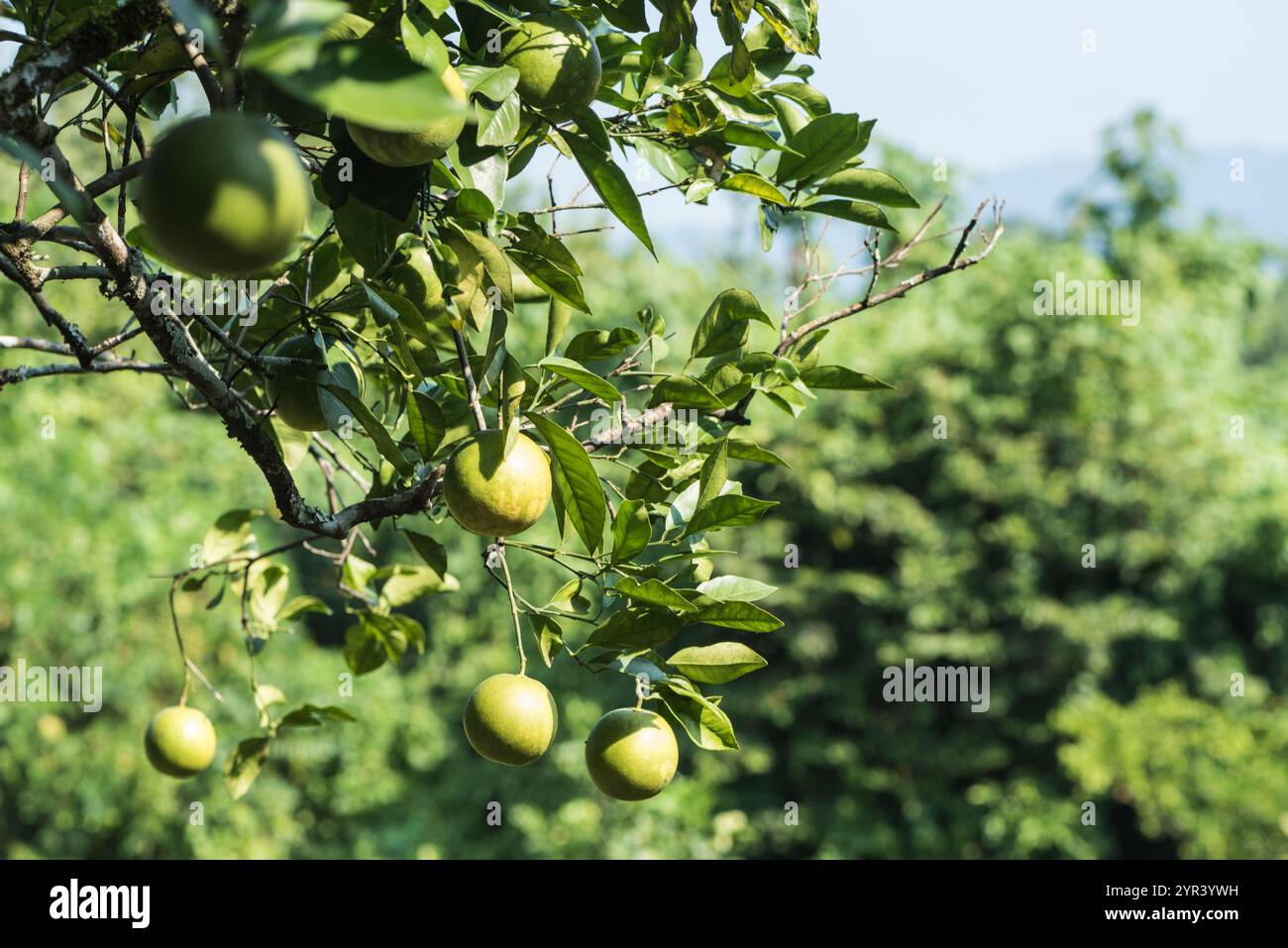 Oranges on a tree in an orchard in Mexico Stock Photo - Alamy