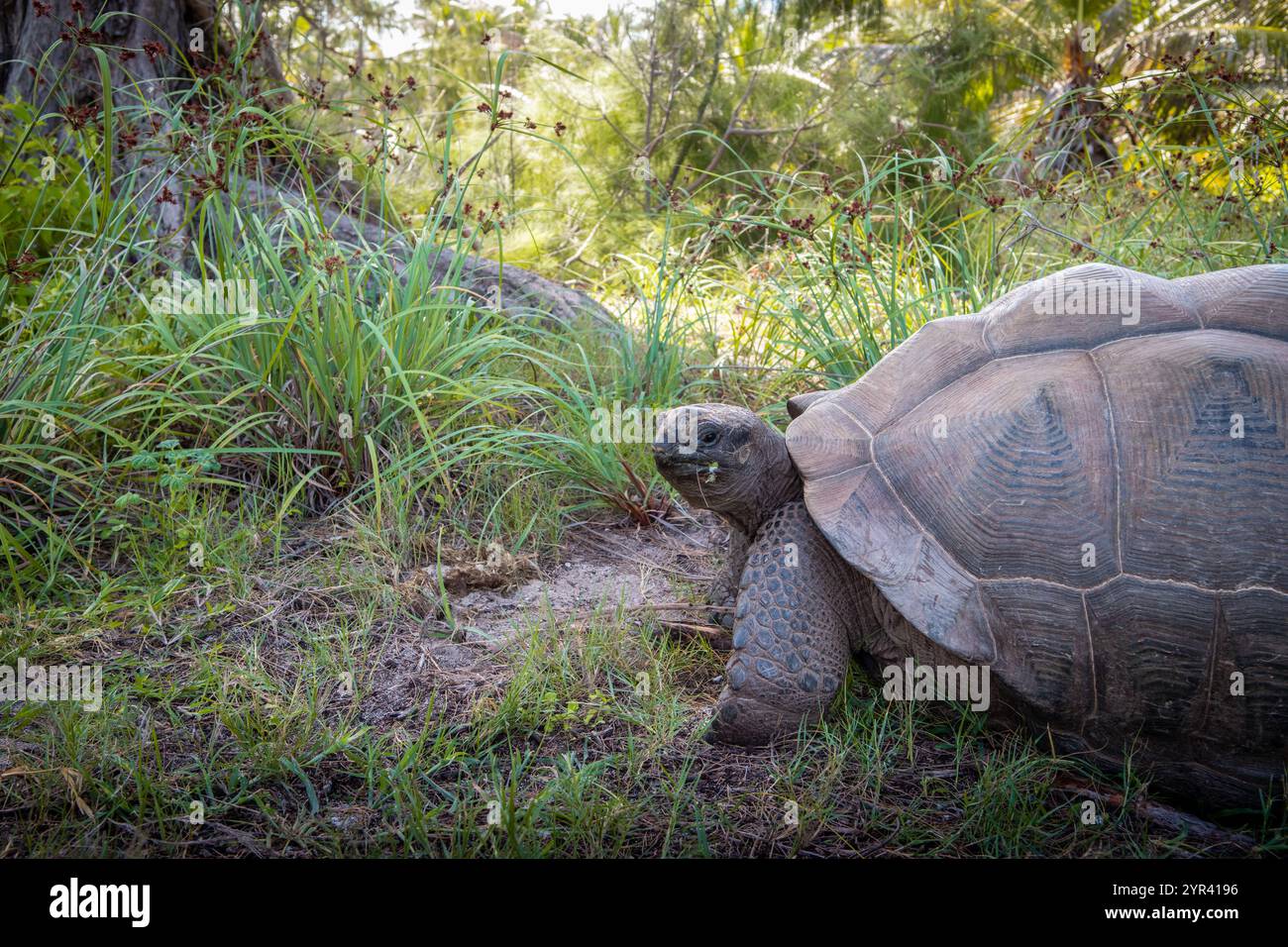 Giant tortoise in wild close hi-res stock photography and images - Alamy