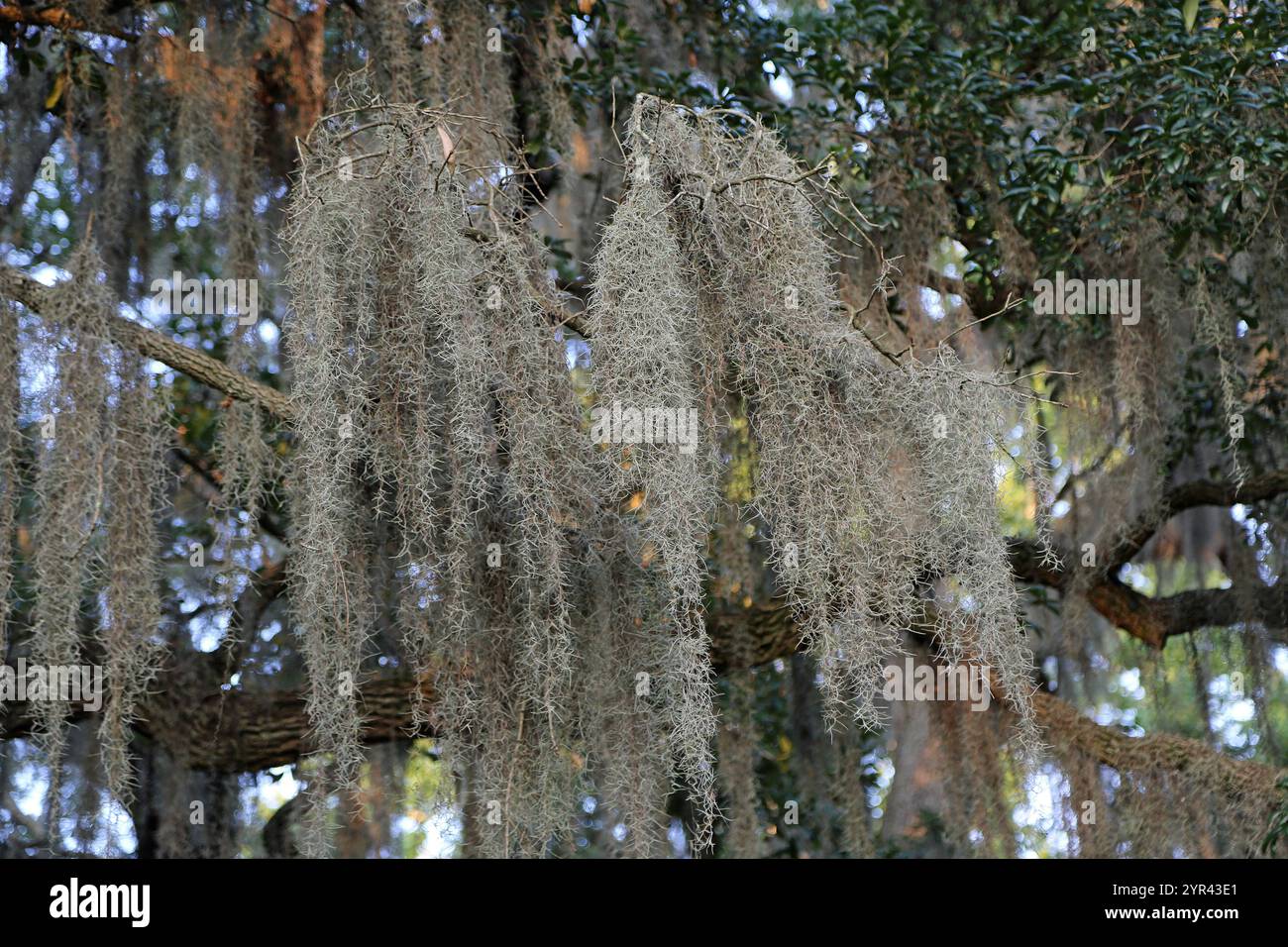 Spanish moss - Savannah, Georgia Stock Photo - Alamy