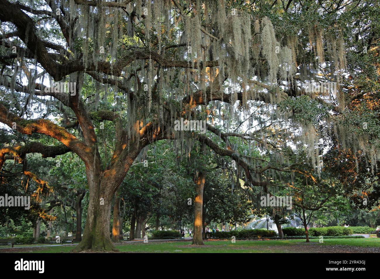 Spanish moss draped oak - Savannah, Georgia Stock Photo - Alamy