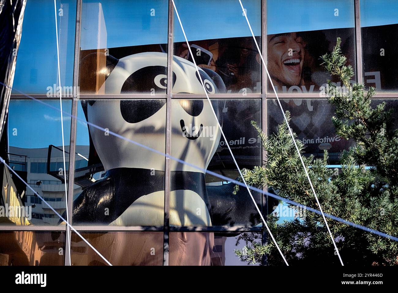 The reflection of a giant Panda balloon is reflected in an office ...