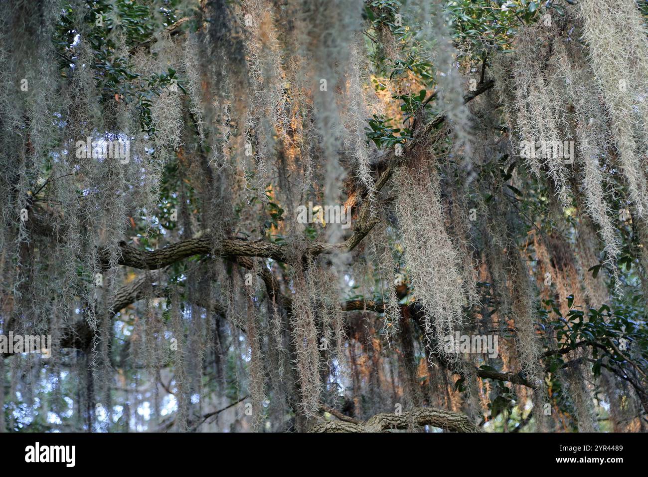 Spanish moss hanging on oak tree - Savannah, Georgia Stock Photo - Alamy