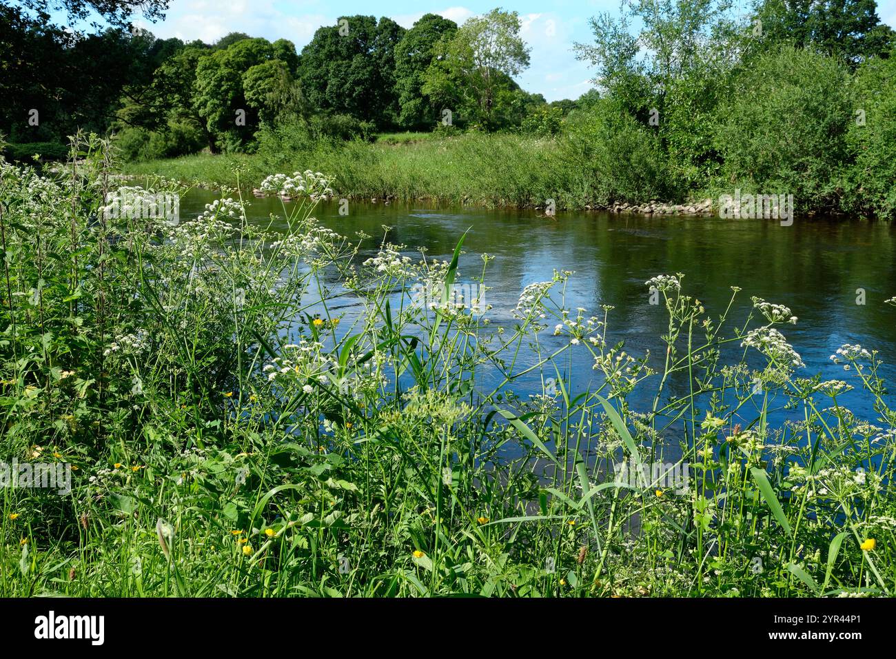 Riverbank Scenes of River Lune in Kirkby Lonsdale Stock Photo - Alamy