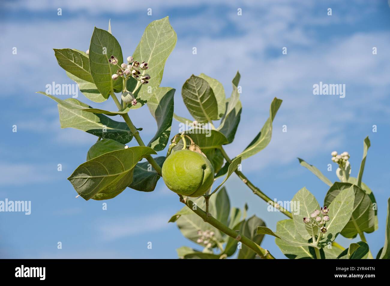 Apple of sodom hi-res stock photography and images - Alamy