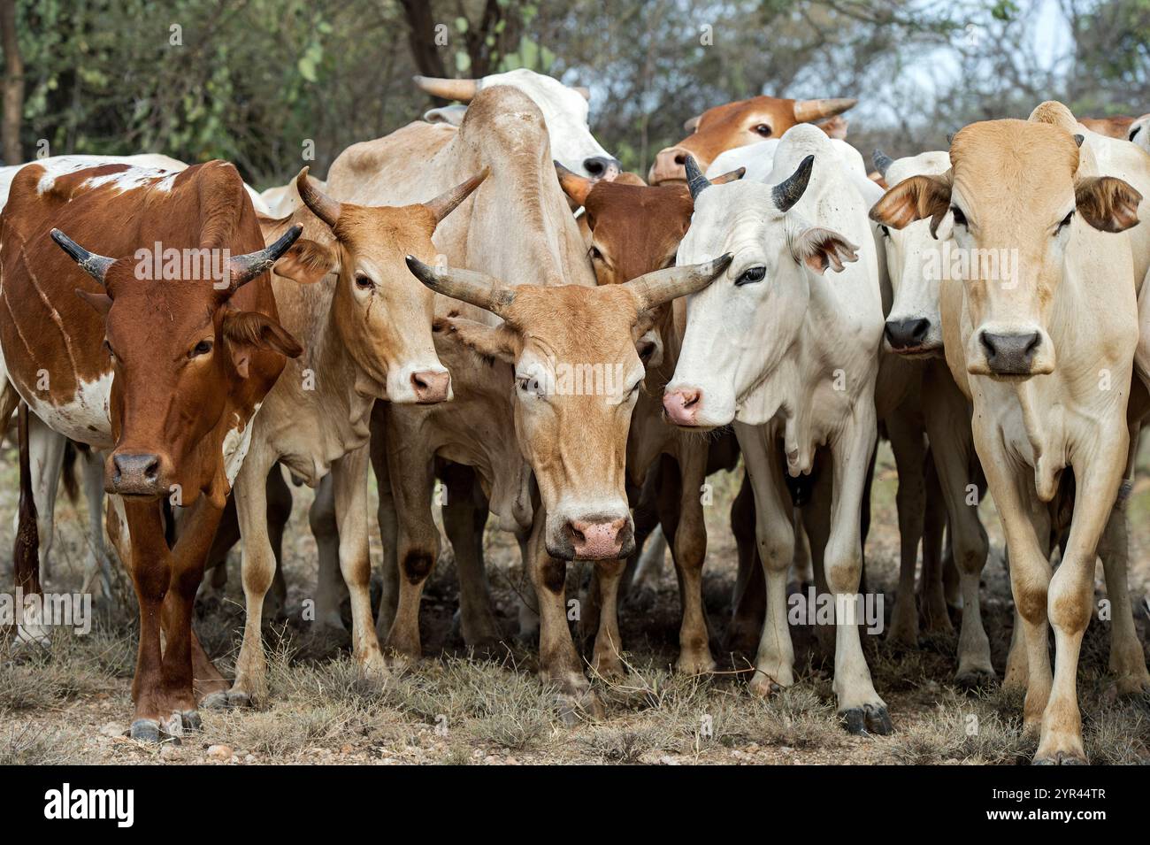 Zebu cattle selected for the bull jumping ceremony, a centuries-old ...