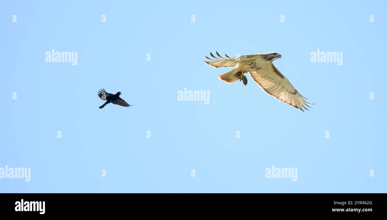 A flying Red-tailed Hawk (Buteo jamaicensis) carrying an Eastern ...