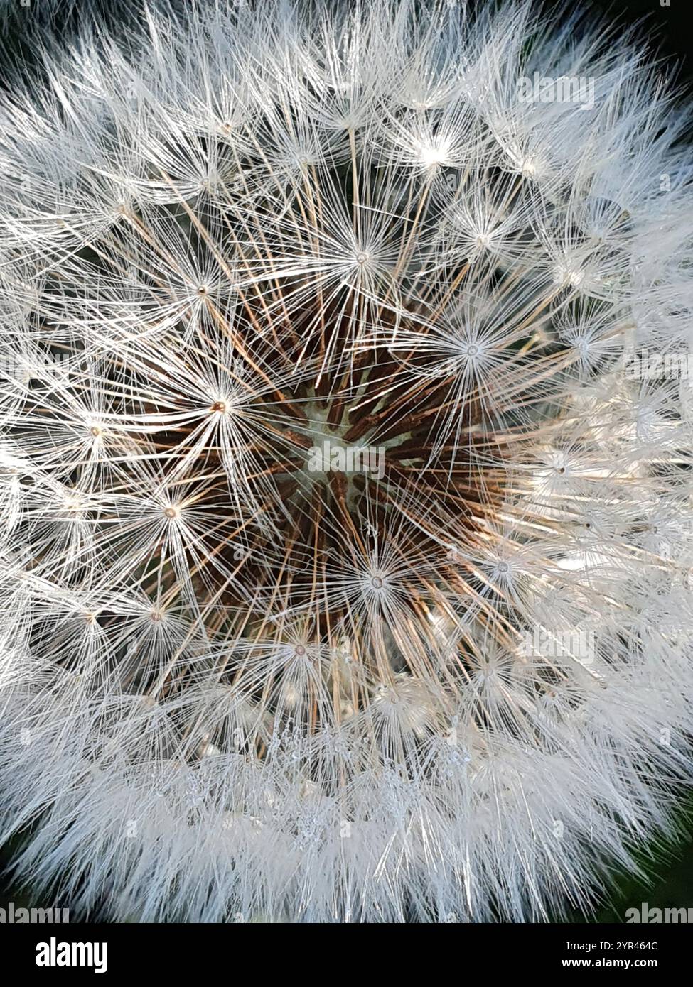 White fluff dandelion flower hi-res stock photography and images - Alamy
