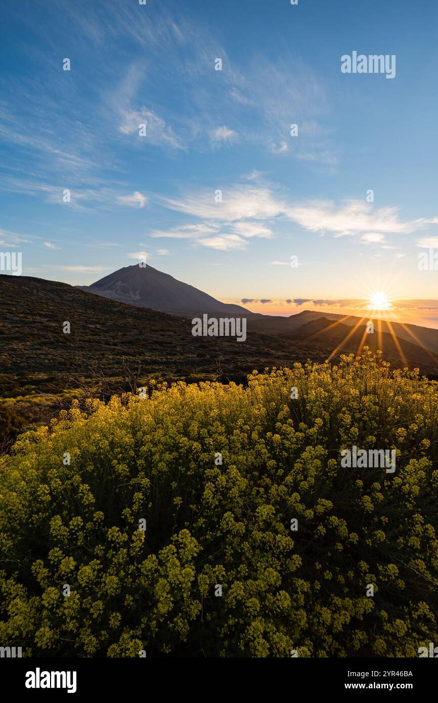 Plants teide national park hi-res stock photography and images - Alamy