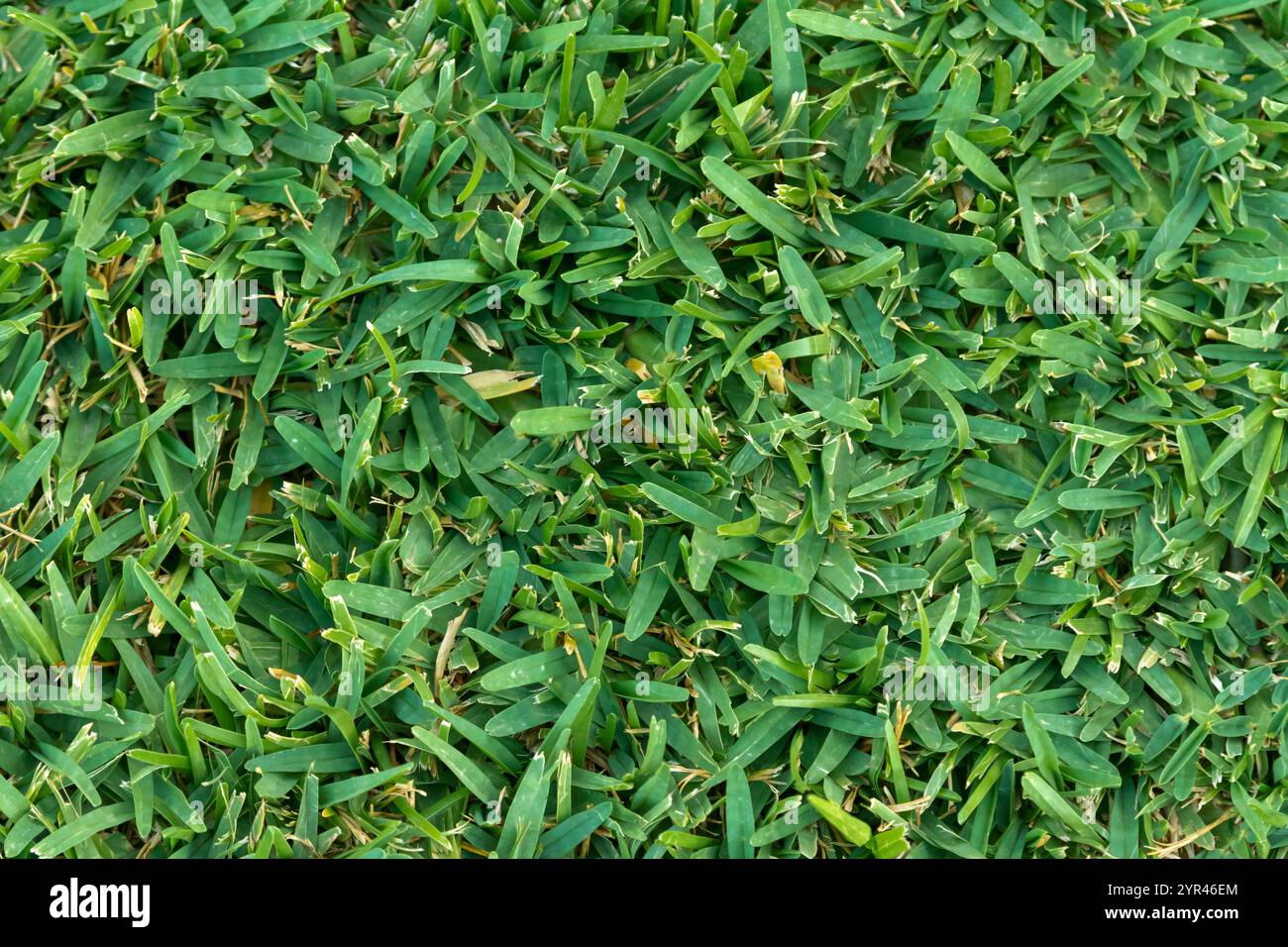 Lush green texture hi-res stock photography and images - Alamy