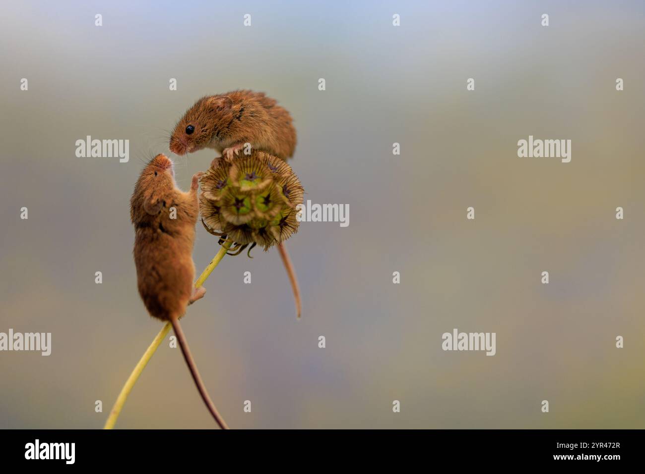 Two curious harvest mice meet on a delicate seed head, appearing to ...