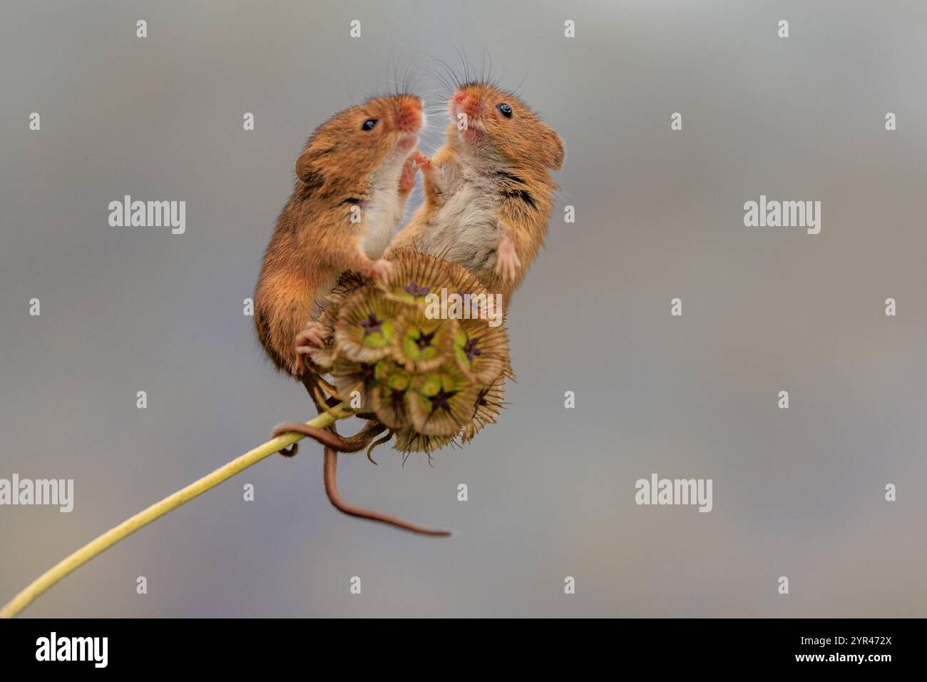 Two harvest mice perched on a seed head, engaging in a heartwarming ...