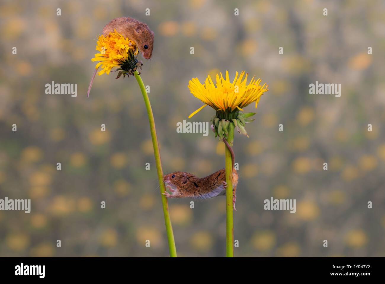 Two playful harvest mice interact on delicate dandelion stalks ...
