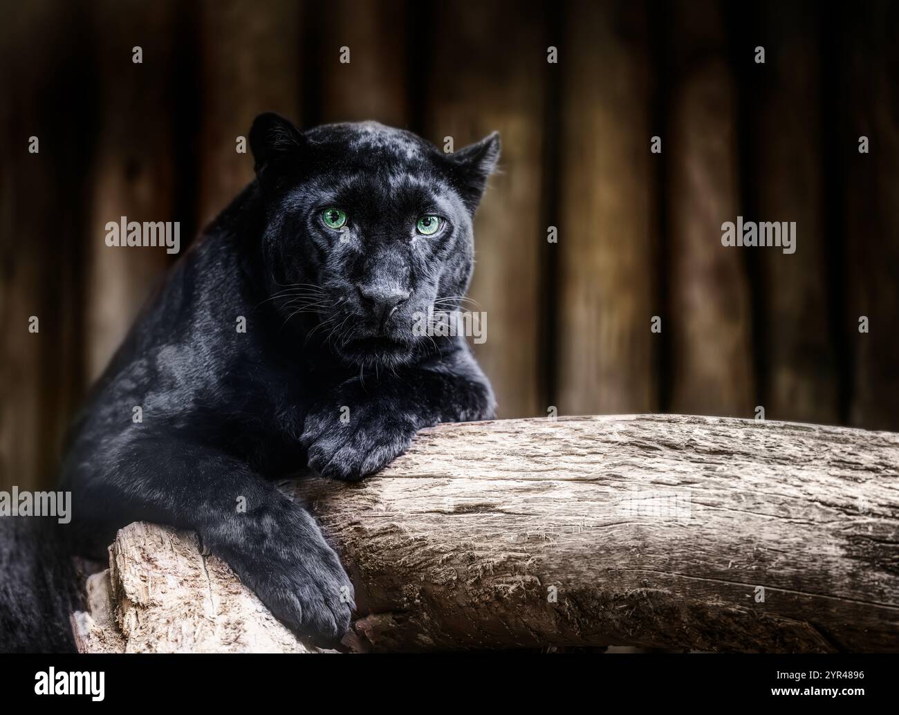 Black panther resting on a tree branch, staring intensely at the camera ...
