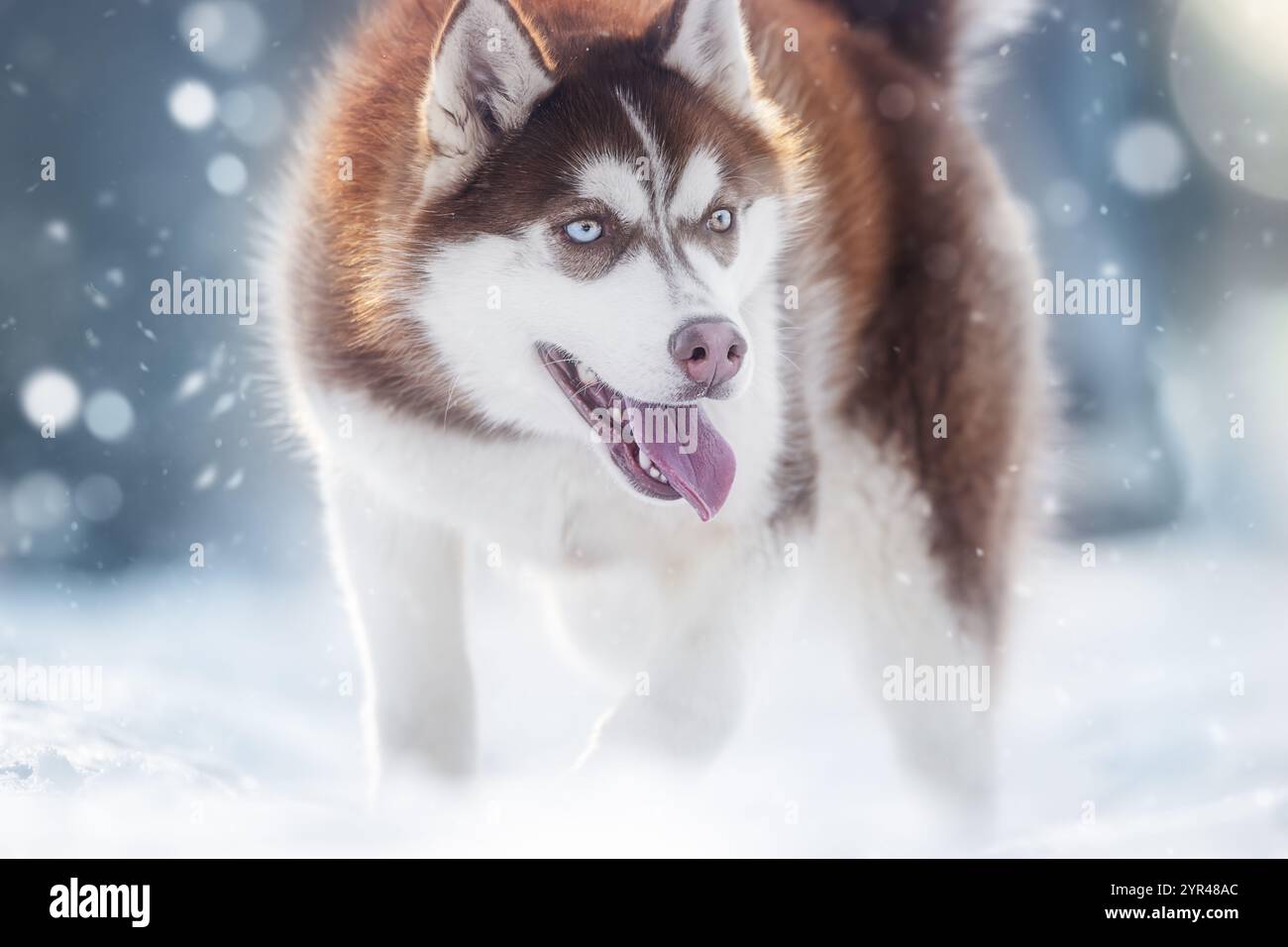 Brown husky dog prowling through snow under a snowfall, exuding a wolf ...