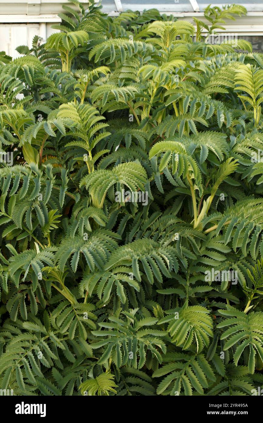 Melianthus major. Great Honey Flower. Evergreen sub-shrub. Pinnate ...