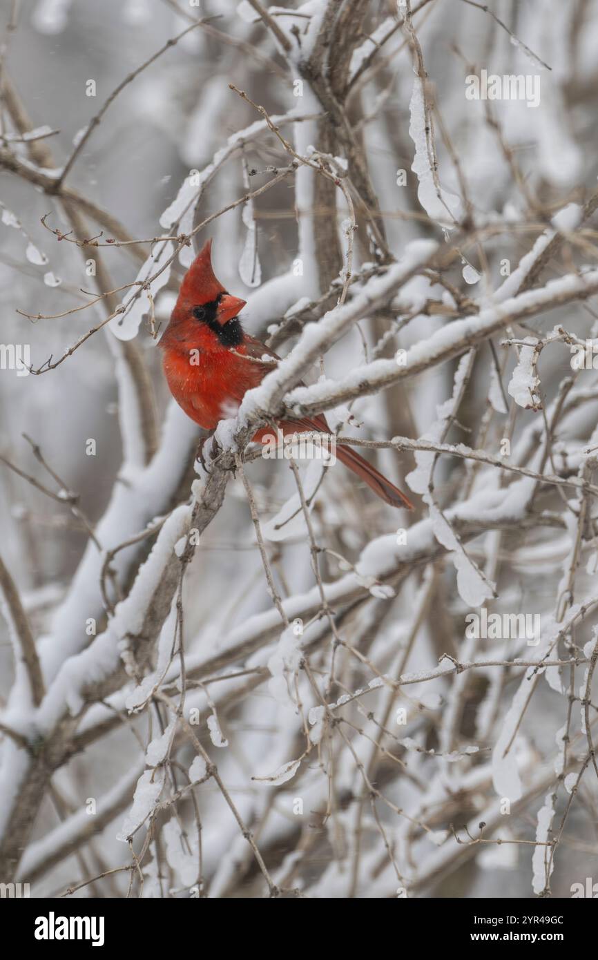 male northern, cardinal, Cardinalis cardinalis, on a tree branch in ...