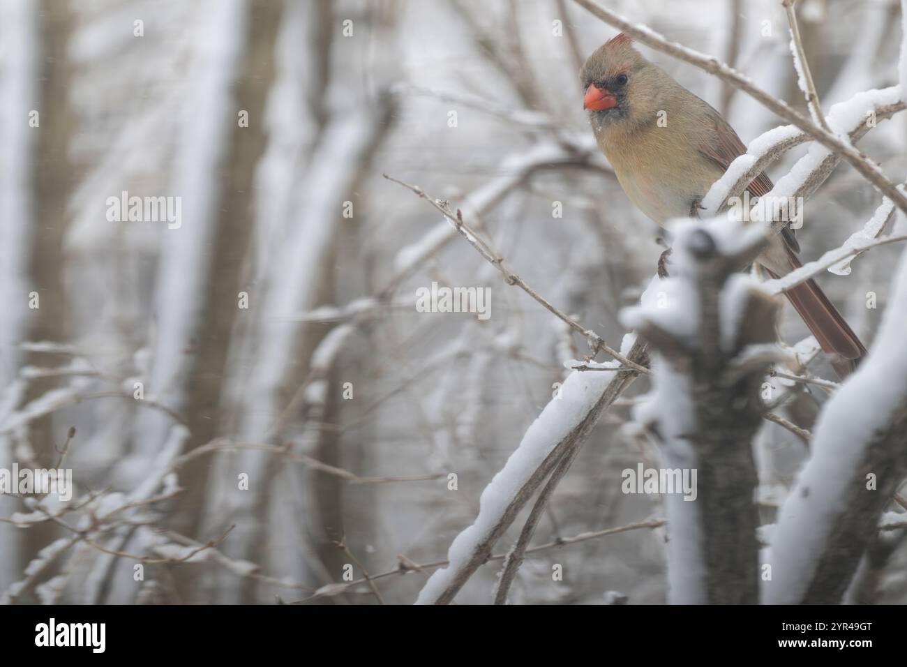 female northern, cardinal, Cardinalis cardinalis, on a tree branch in ...