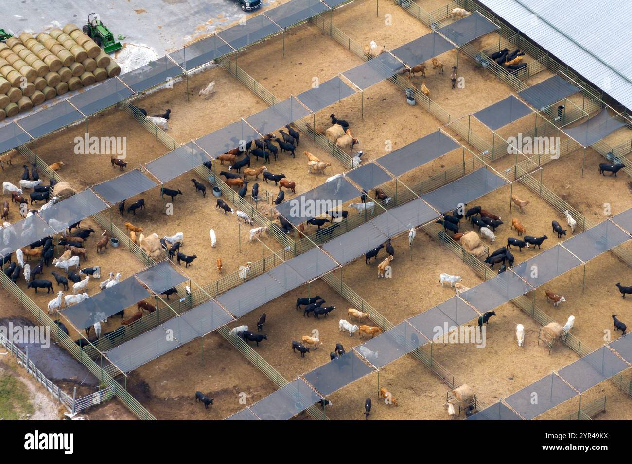 Aerial view of feed yard with meat cows. Feeding of cattle on farm ...