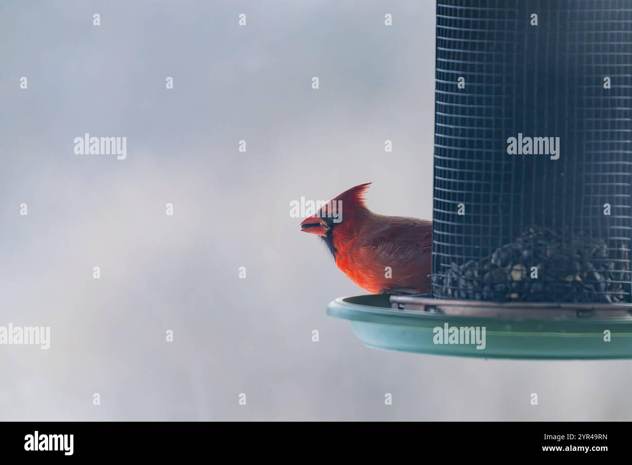 male northern, cardinal, Cardinalis cardinalis, at bird feeder in ...