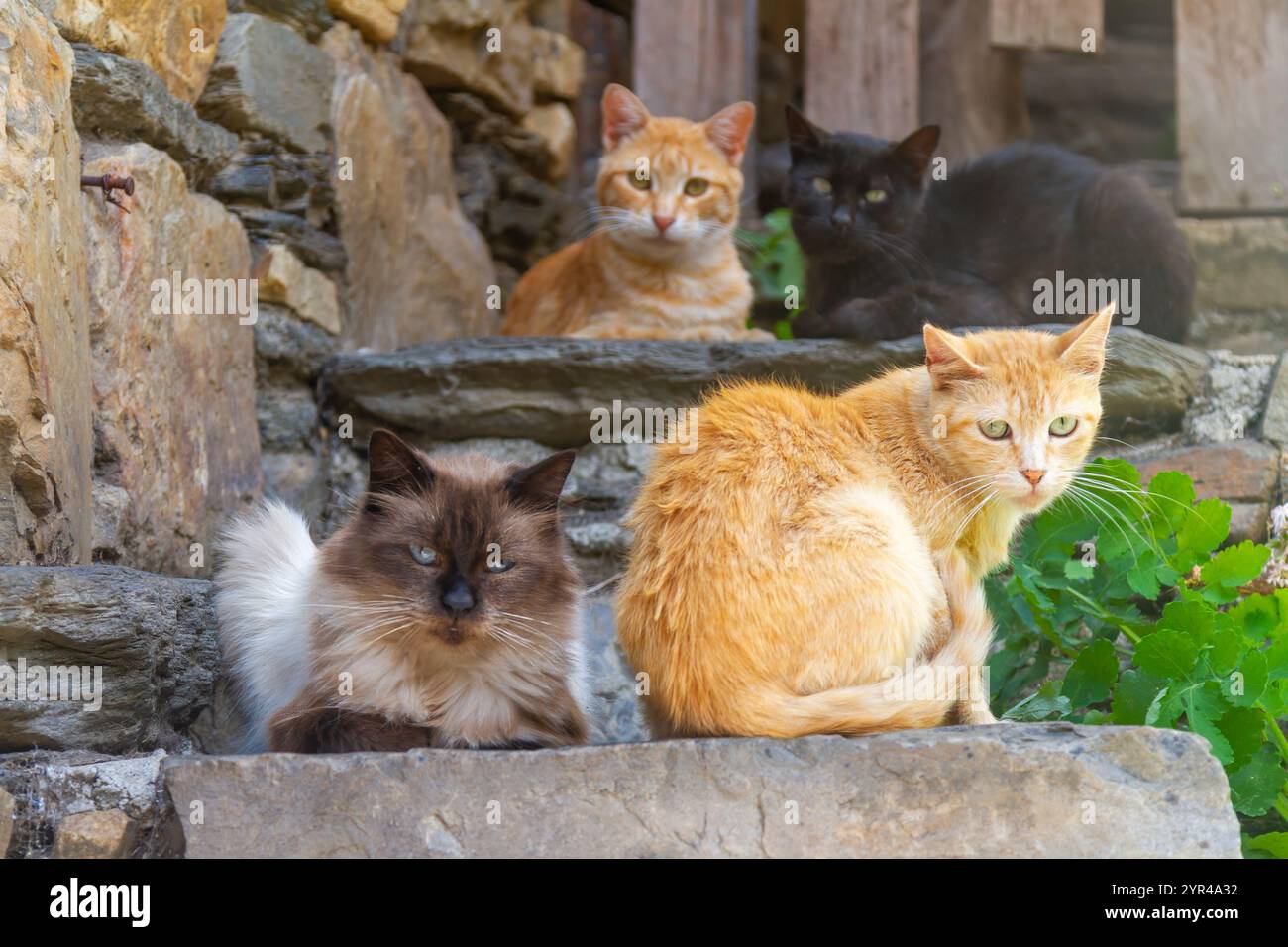 Cats of Various Breeds Sitting on Stairs, Staring at the Camera Stock ...