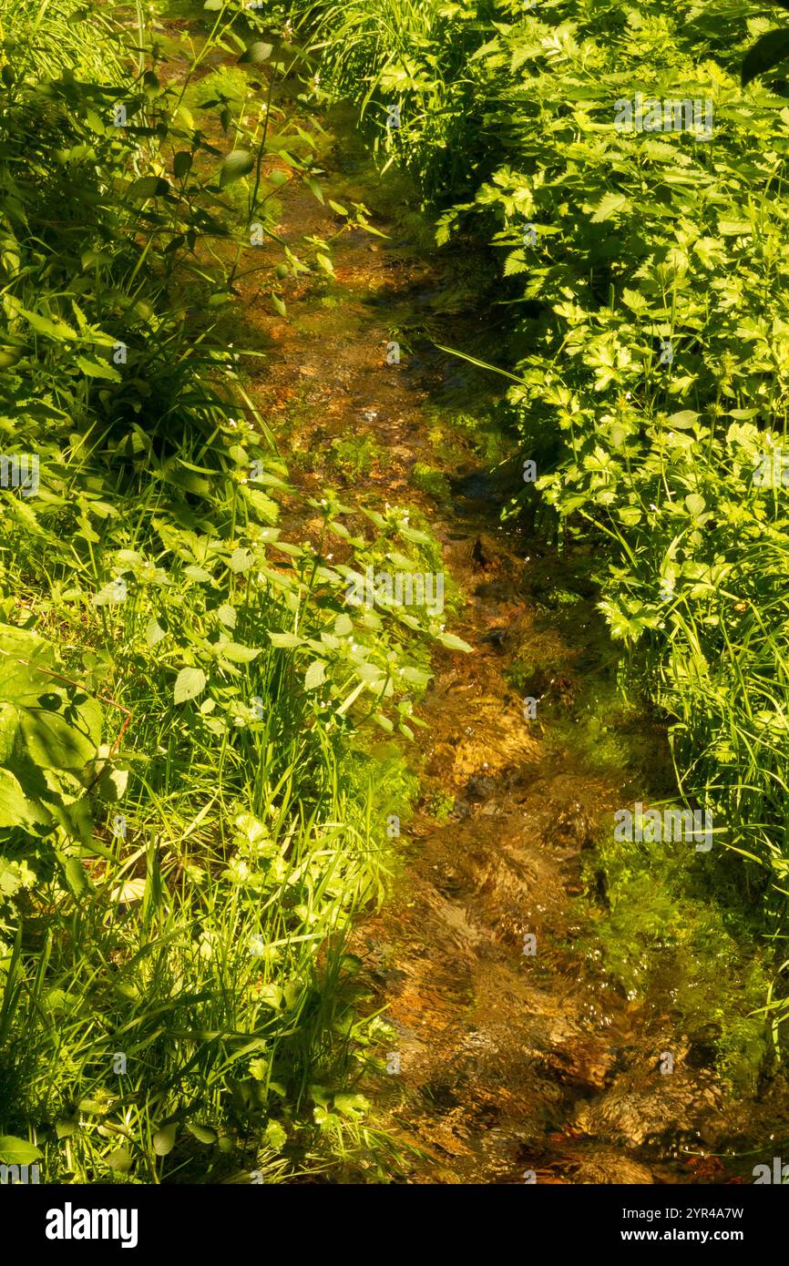 River landscape dense vegetation hi-res stock photography and images ...