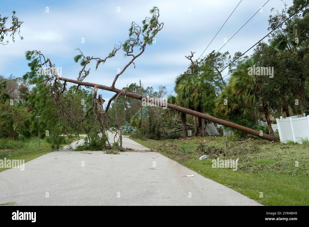 Damaged power lines after hurricane wind broke tree limbs in Florida ...