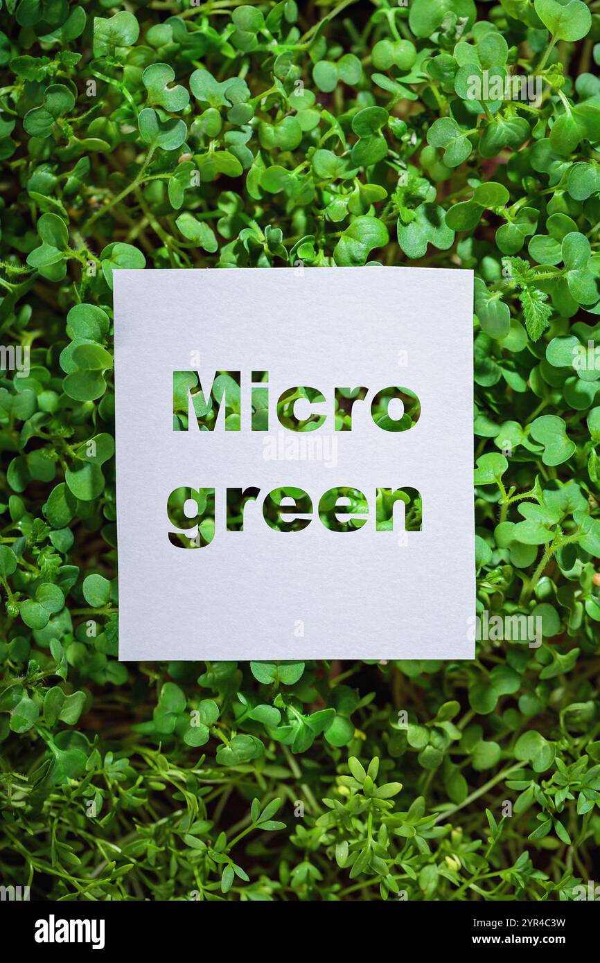 Healthy Eating with Microgreens Stock Photo - Alamy
