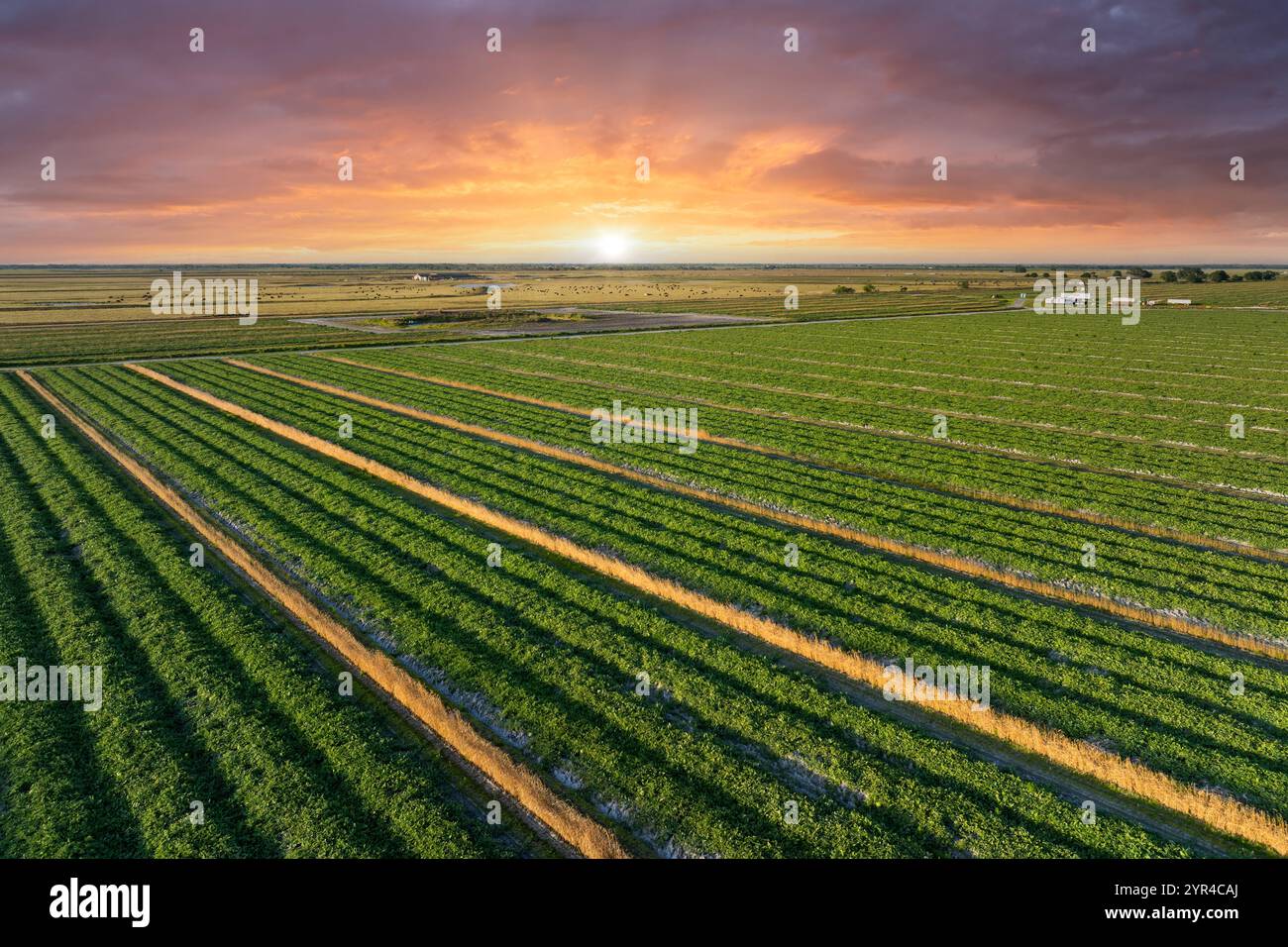 Green agricultural field with growing crops in summer season. Farming ...